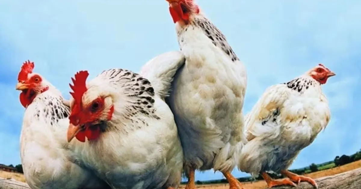 İhracat yasağında 'tavuk ayağı' bilmecesi! - Bursa 5n1k